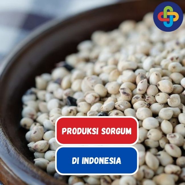 Mengenal Produksi Sorgum dan Beberapa Faktor Pengaruhnya